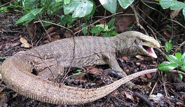 5surlaroute: Les Varans