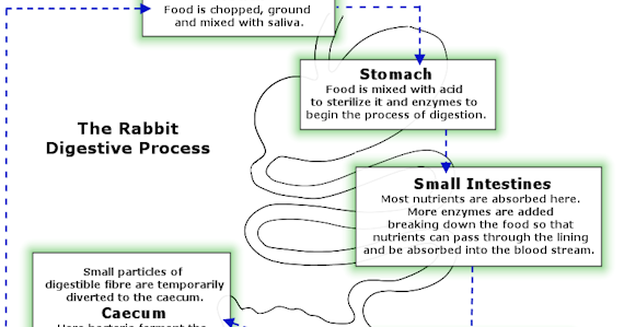 Xi Chen: What is intersting about rabbit's digestive system?