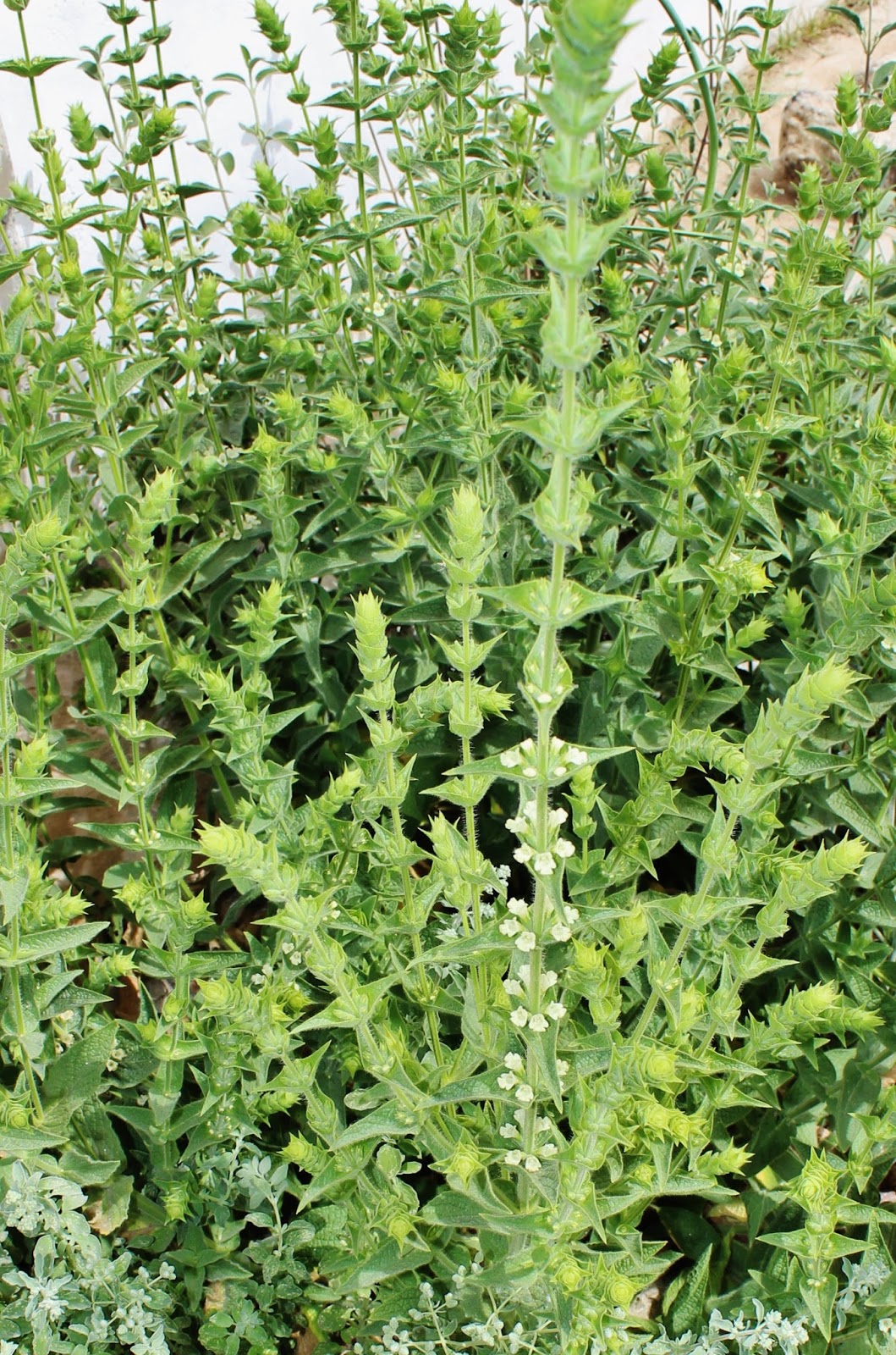 Biodiversity of Cyprus by NGO Protection of the Natural Heritage and ...