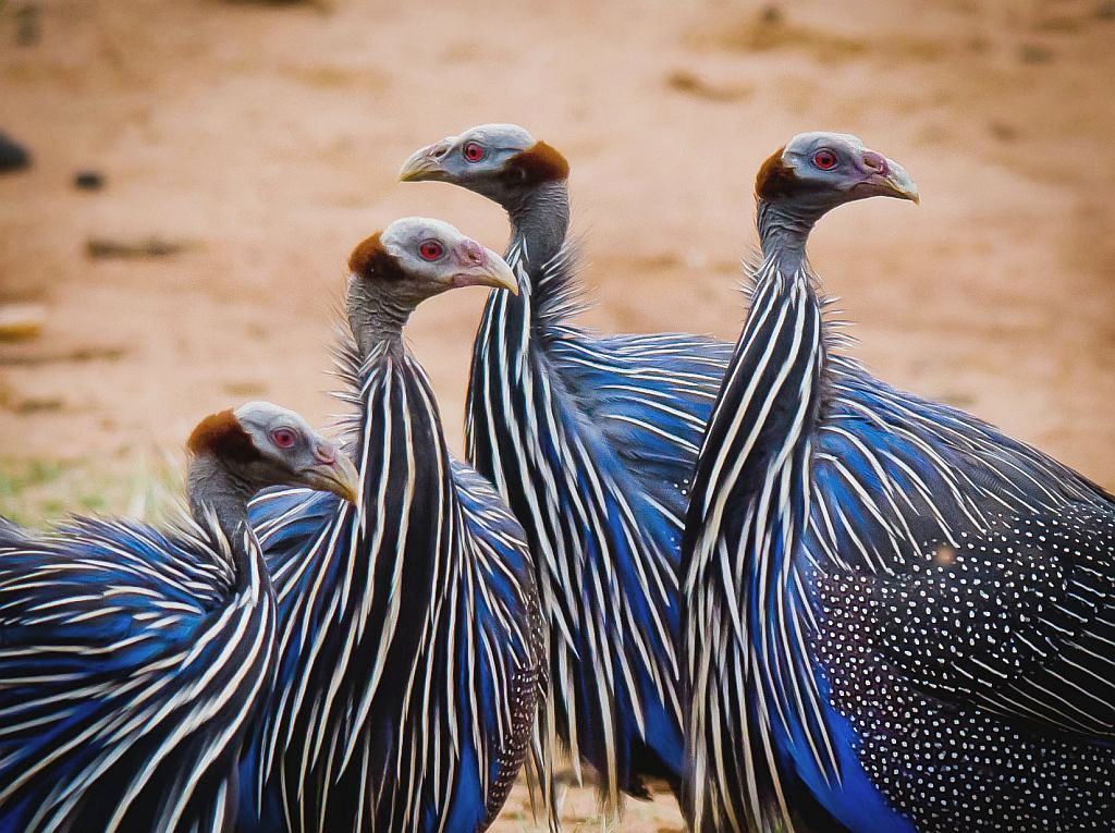 Vulturine guineafowl - Alchetron, The Free Social Encyclopedia