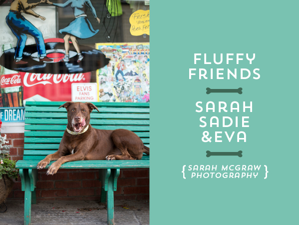 Itty Bitty & Fluffy: Fluffy Friends Sarah, Sadie & Eva