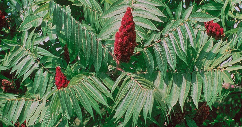 W & W Nursery & Landscaping: Sumac Tea is Rich in Vitamin C