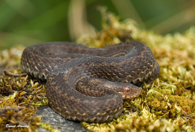 Naturaleza Cantábrica: Tarde de víboras