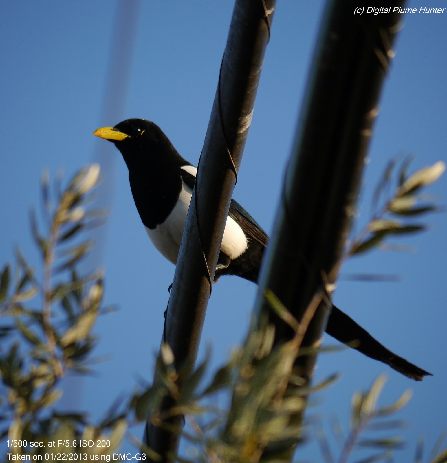 Hunting Digital Plumes in the US and Beyond: A California Endemic ...