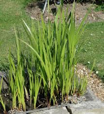 Herbal plants of Sri Lanka: Wadakaha Plant (Acrous Calamus Sweet Clal)