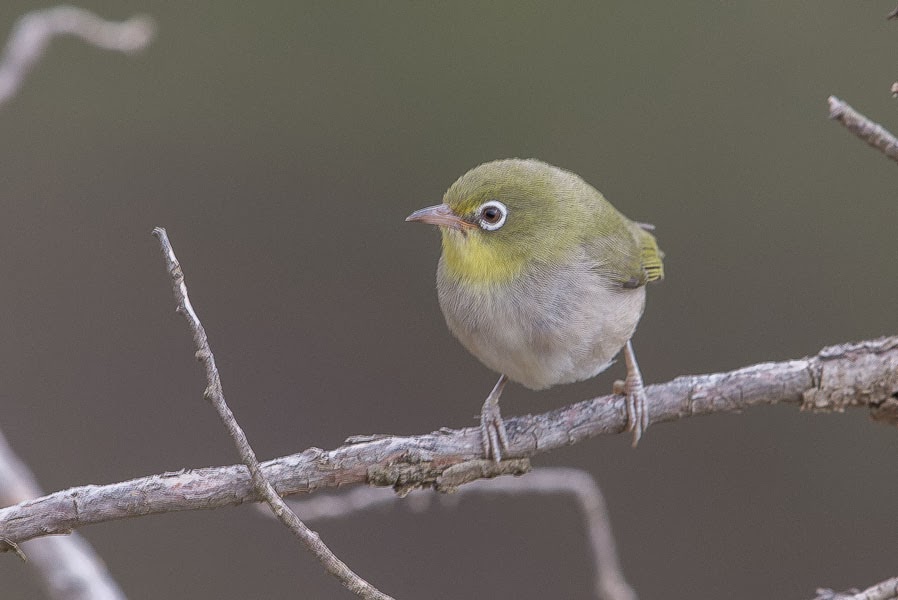 Birds of Saudi Arabia: Mangrove White-eye sp Zosterops (abyssinicus ...