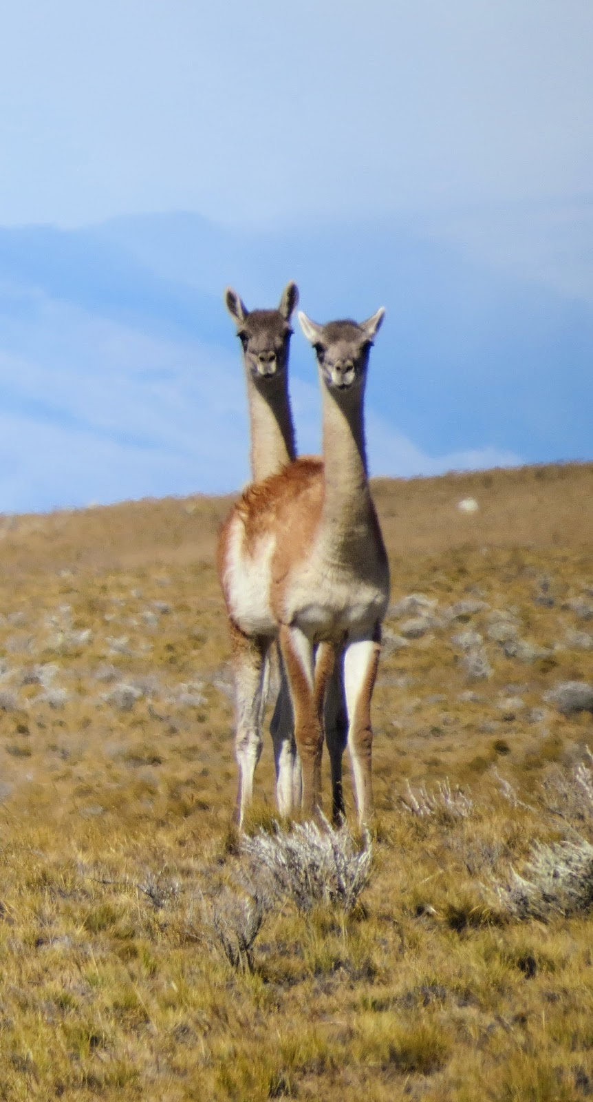 Patagonian Desert Animals
