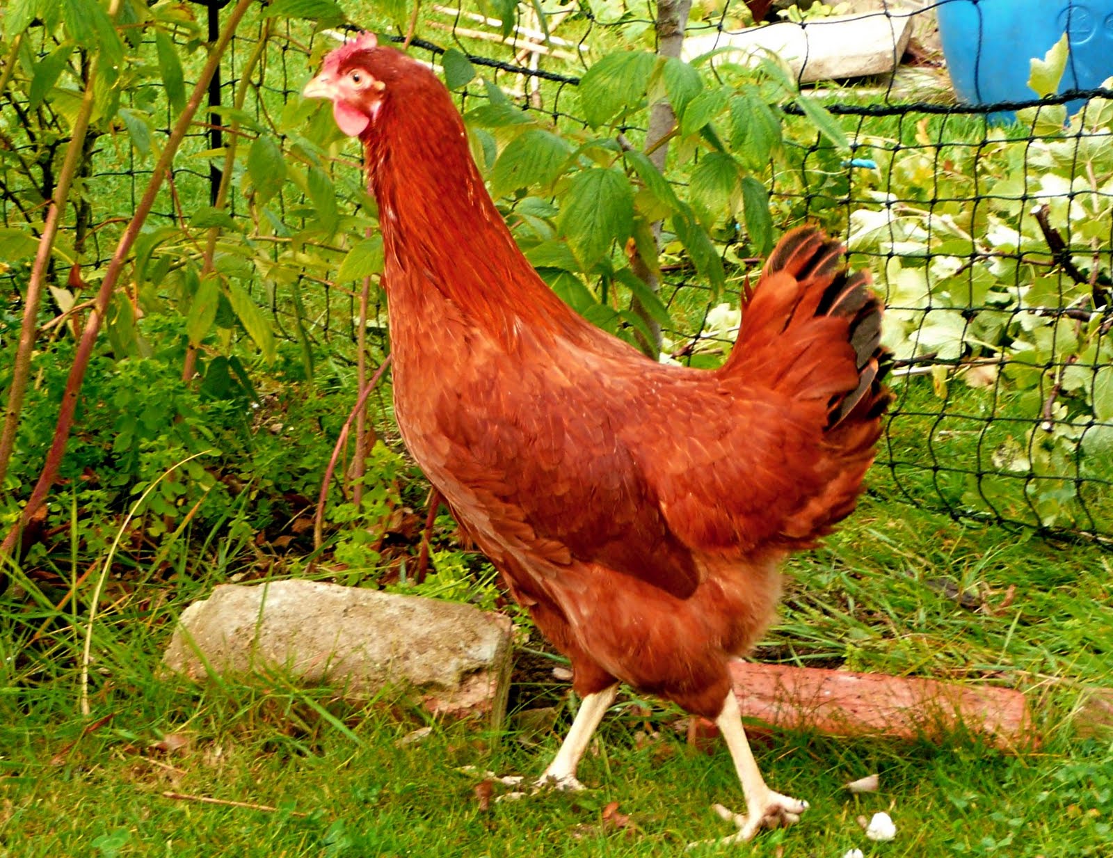 Downed Robin: Pecking disorder