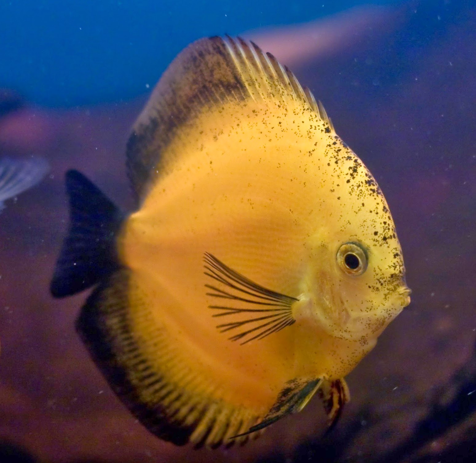 Blok888: Top 10 Most Beautiful Freshwater Fish in the world 1