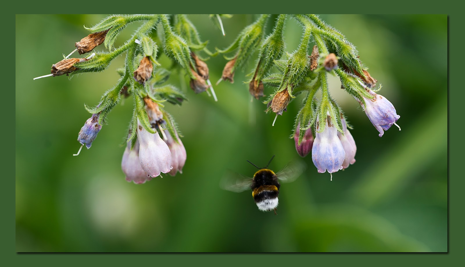 -- Roy Arnes fotoblogg --: Flere bilder fra junimåned 2012