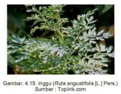 Manfaat dan Khasiat Daun Inggu untuk Kesehatan | Tanaman Herbal