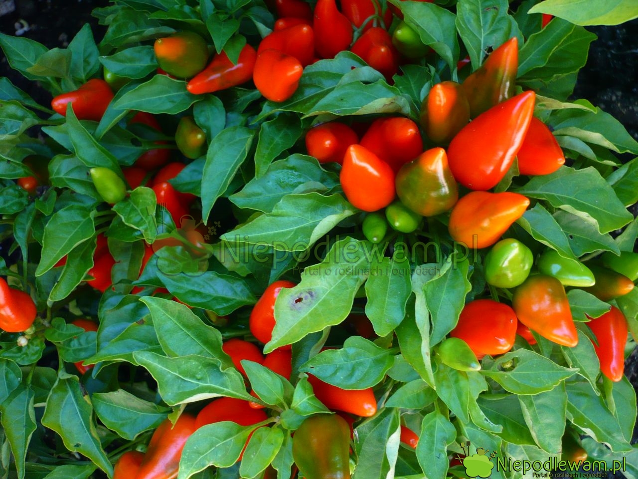 niepodlewam: Papryka – jak uprawiać w donicach