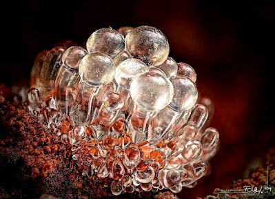 Types of Opal With Photos - Geology In