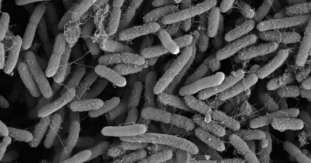 Inteligencija ćelija - bakterije