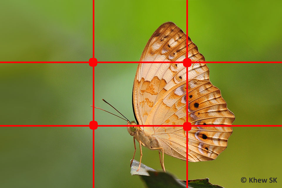 Butterflies of Singapore: Butterfly Photography 101 - Part 5