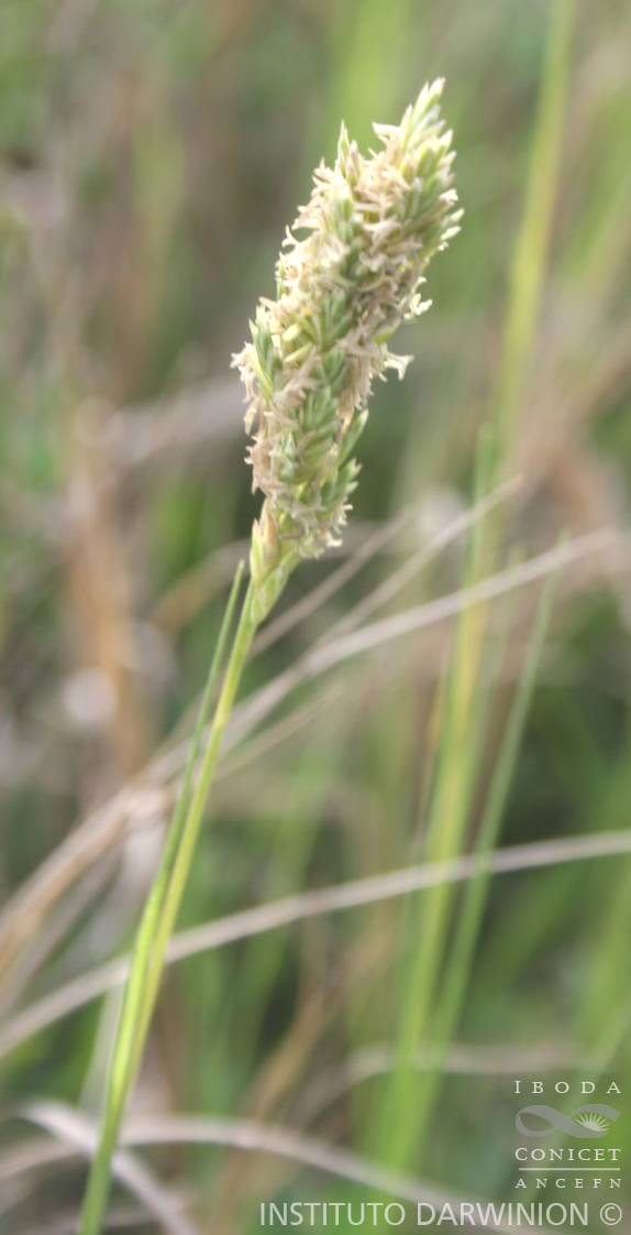Argentina nativa: Pelo de chancho (Distichlis spicata)