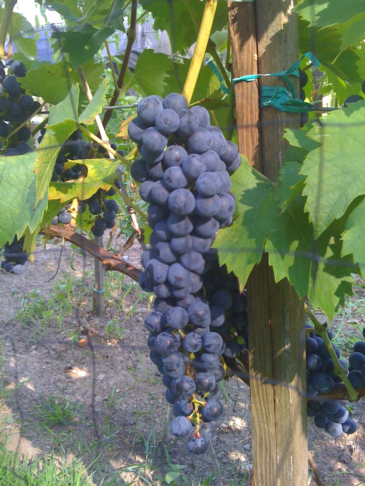 Backyard Vineyard & Winery