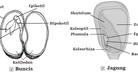 Perkecambahan Pada Tumbuhan - manfaat dan tips