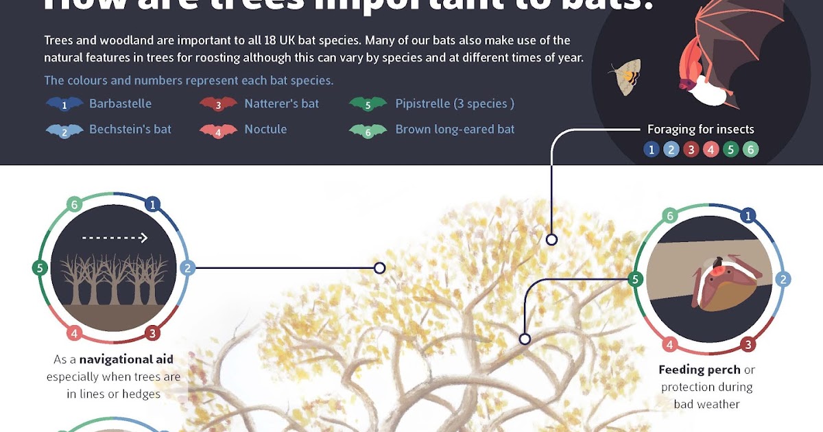 Bitacora Naturae: HOW ARE TREES IMPORTANT TO BATS?