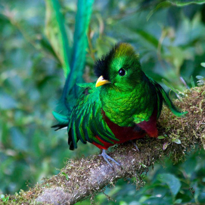 quetzal.guate