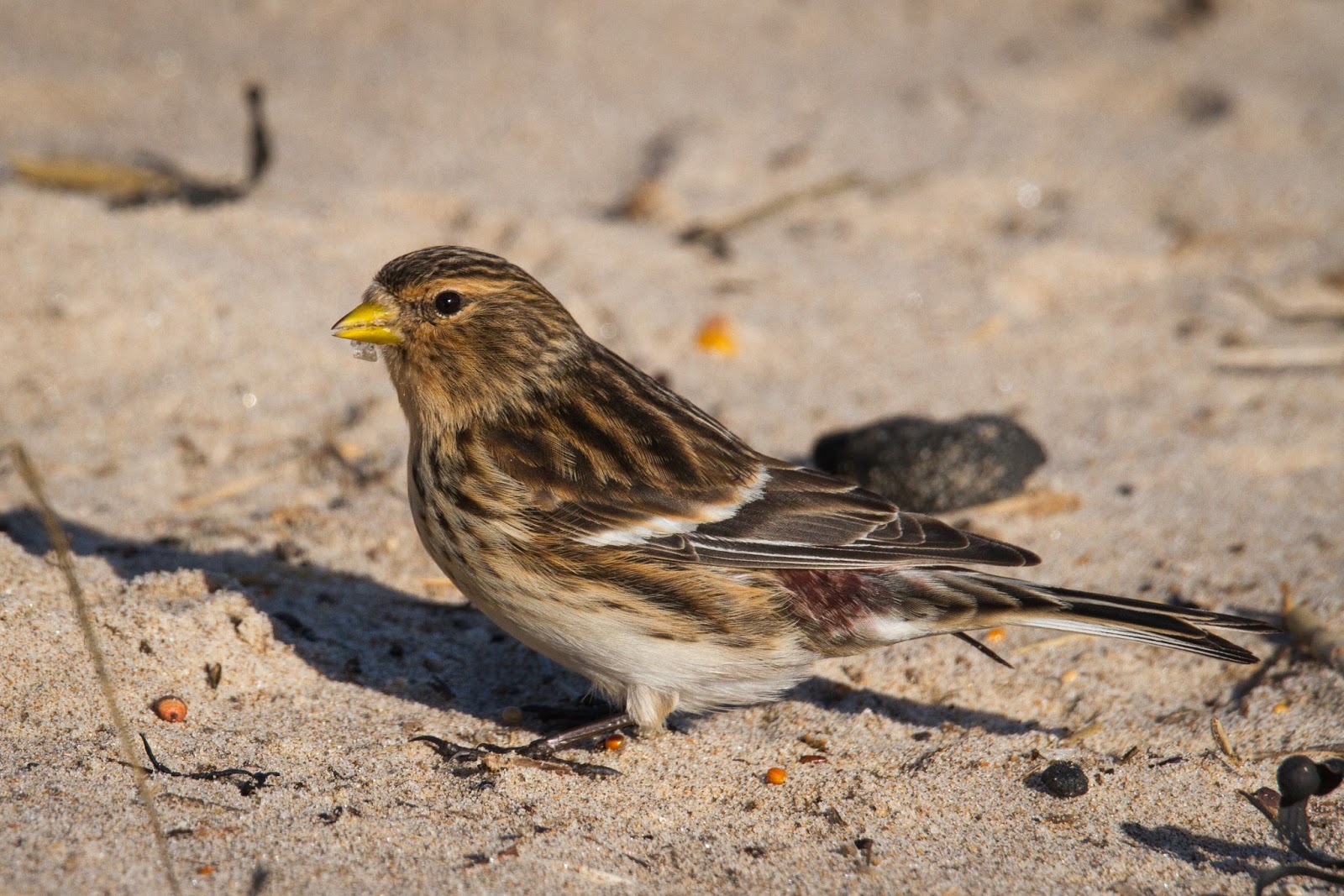 TrogTrogBlog: Bird of the week - Twite