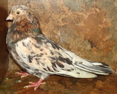 Parlor roller-tumbler pigeons ( parlour ) - Pigeons fall