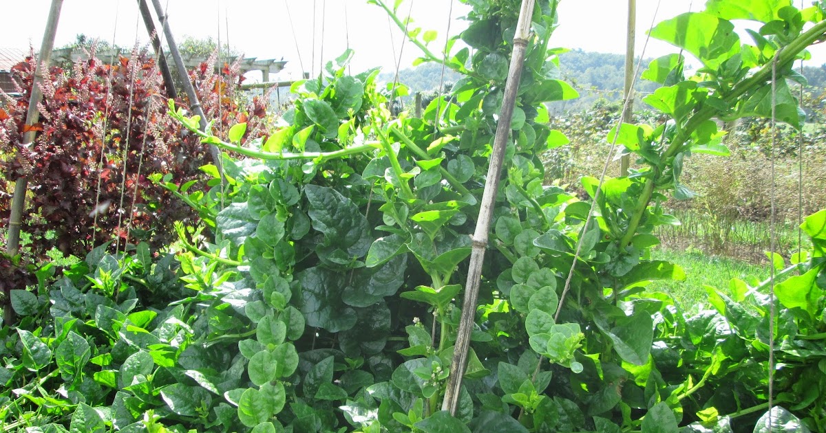 Garden Notes from Hawaii: MALABAR SPINACH (Basella alba, Basella ruba)