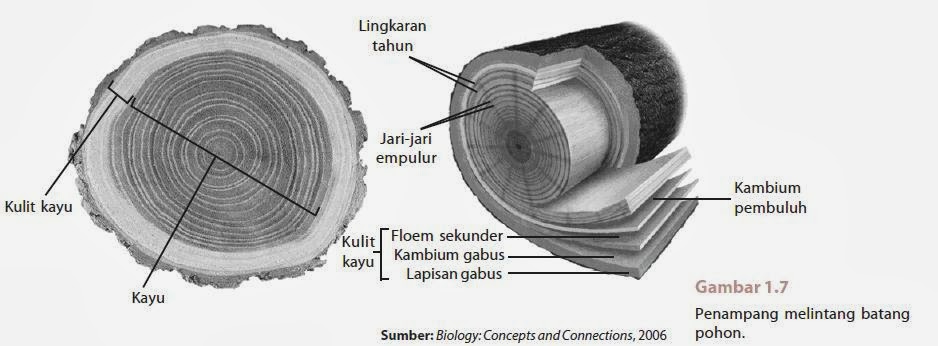Education : Perkembangan dan Pertumbuhan pada Tanaman