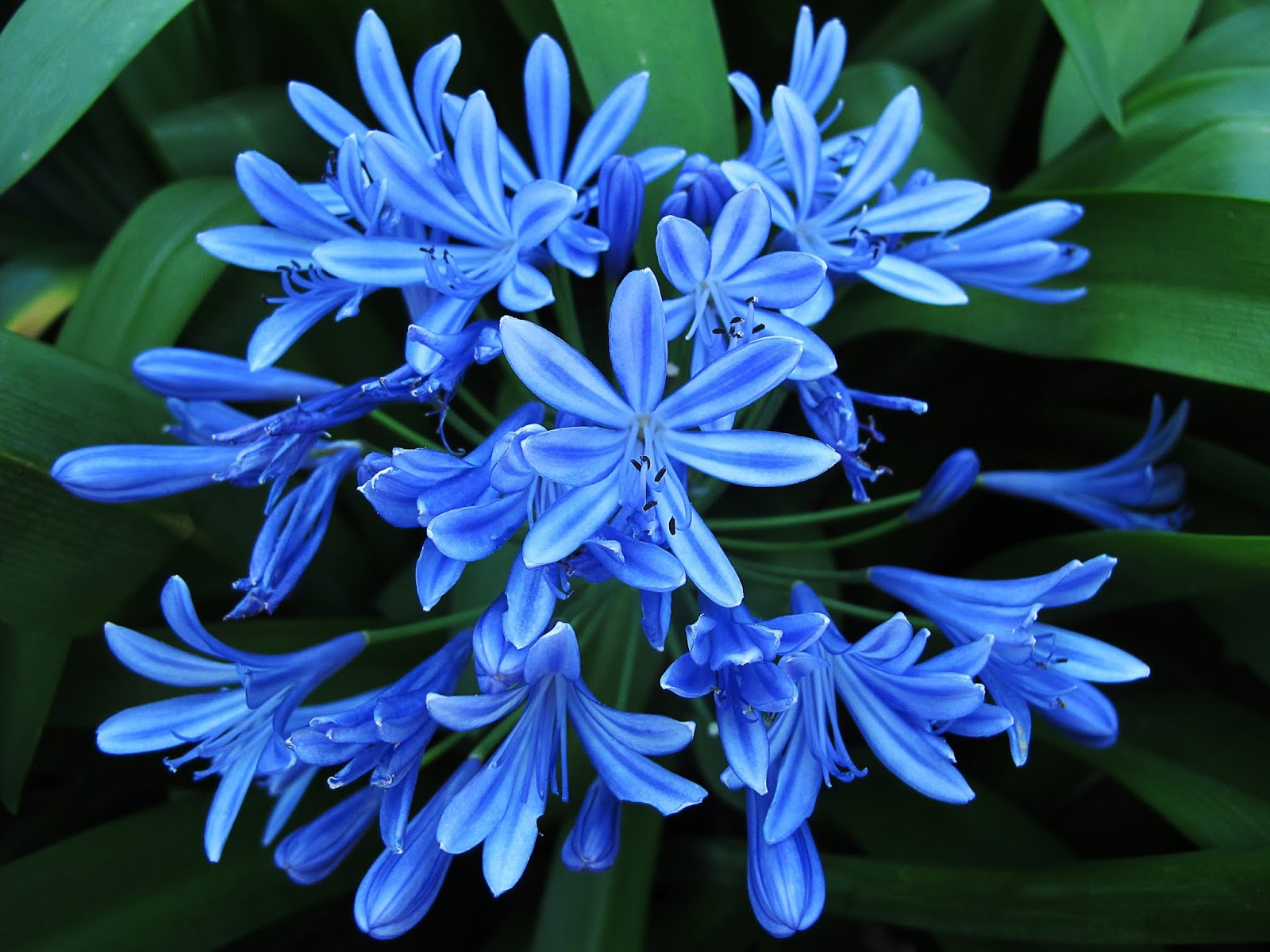 Agapanthus «agapanto» - Id Plantae