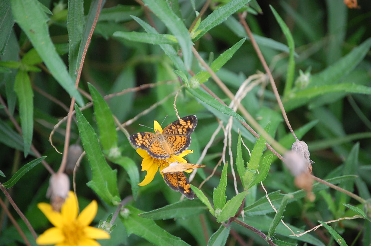 Friends of Hagerman National Wildlife Refuge: September Plant of the ...
