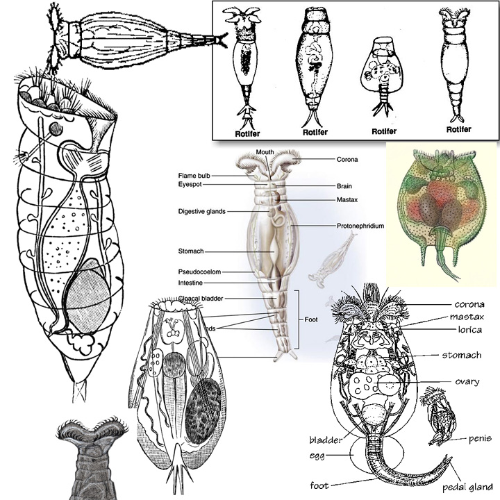 Aberrant Ceramics: Rotifer Sculpture