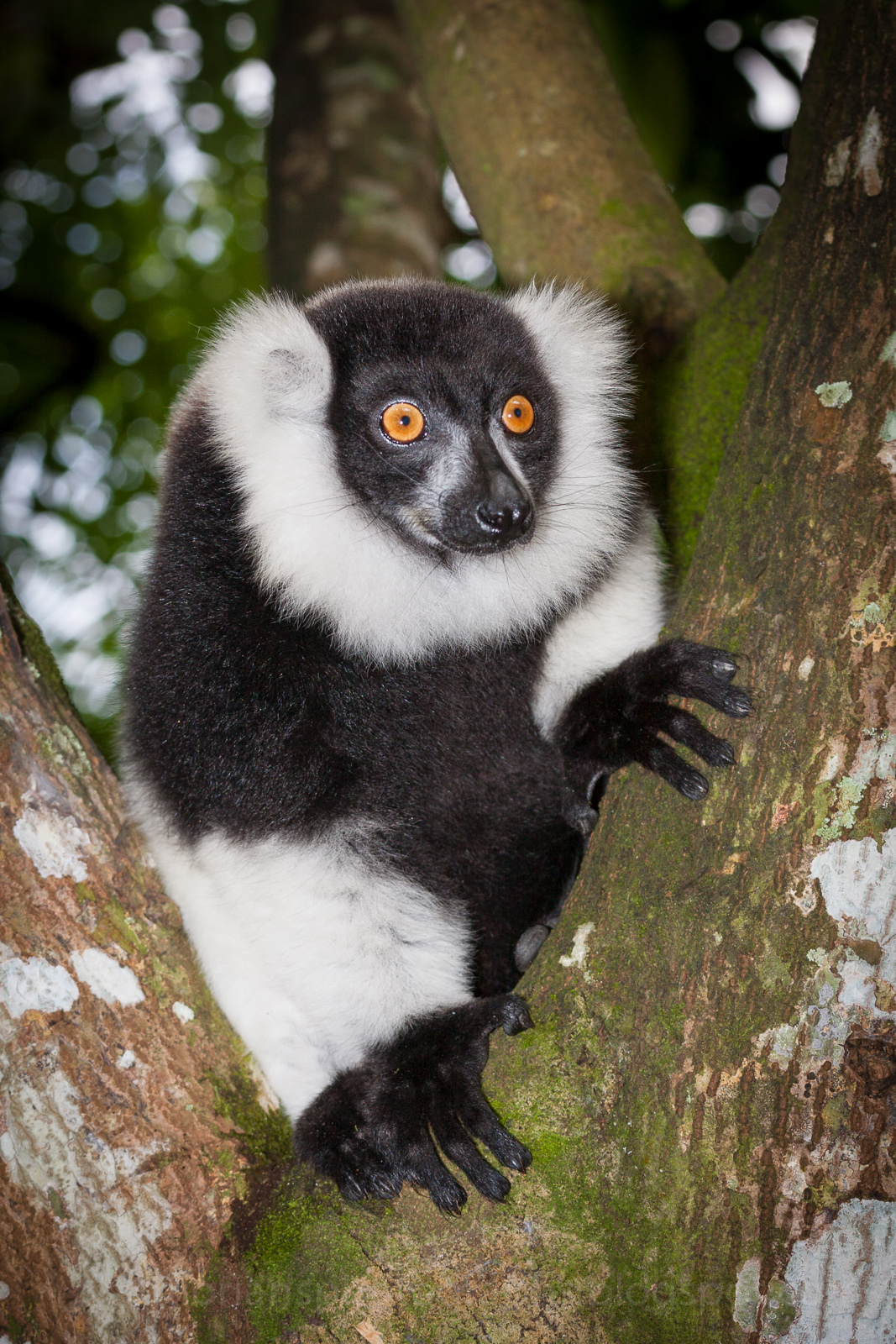Florian's Photographs: Lemurs in Madagascar