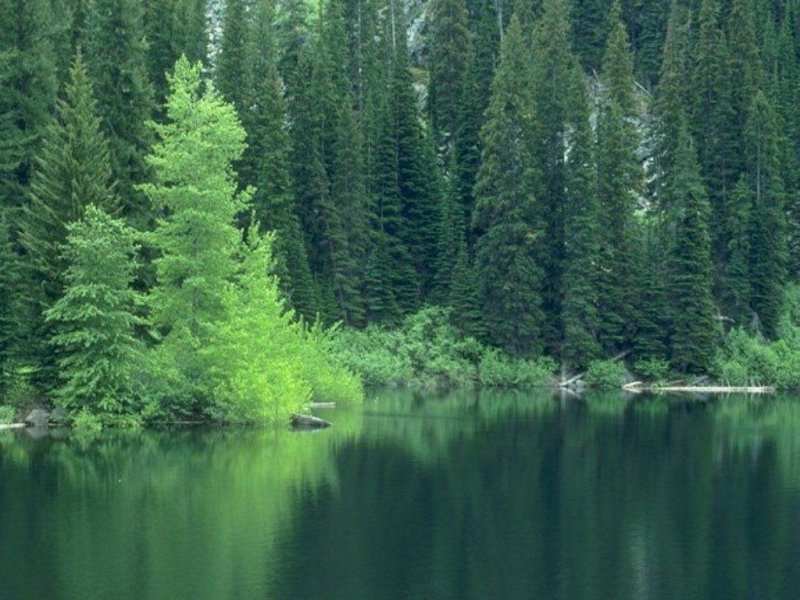 Beautiful Lake in Forest Wallpaper - Nature Wallpaper