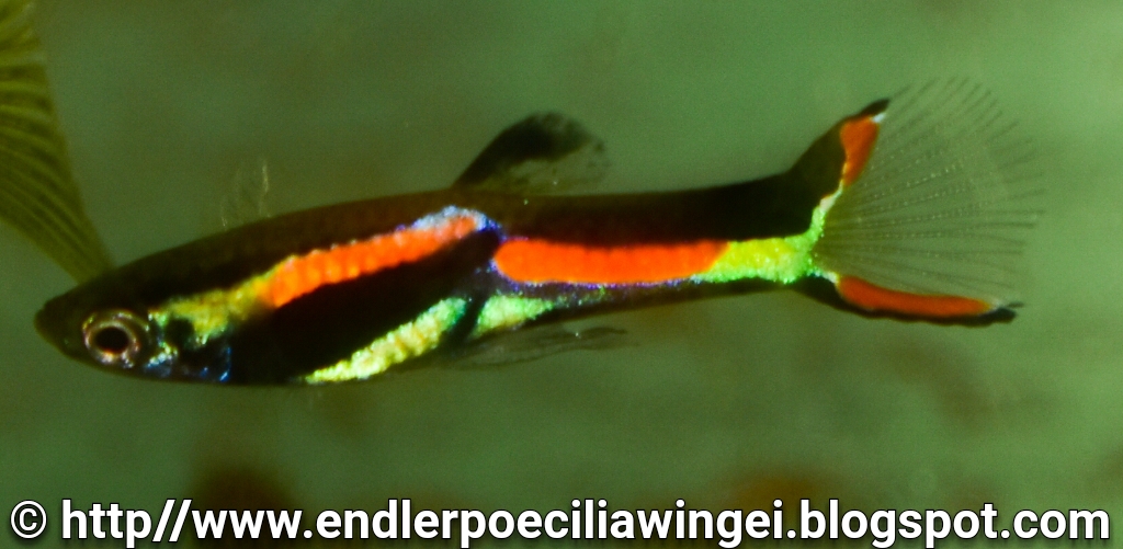 ENDLER POECILIA WINGEI Livebearers Cumana Area @endlerpoeciliawingei ...