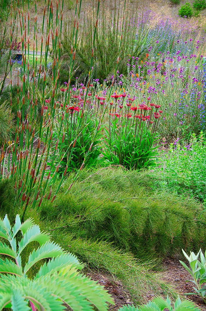 Linda Cochran's Garden: Restios In My New Garden