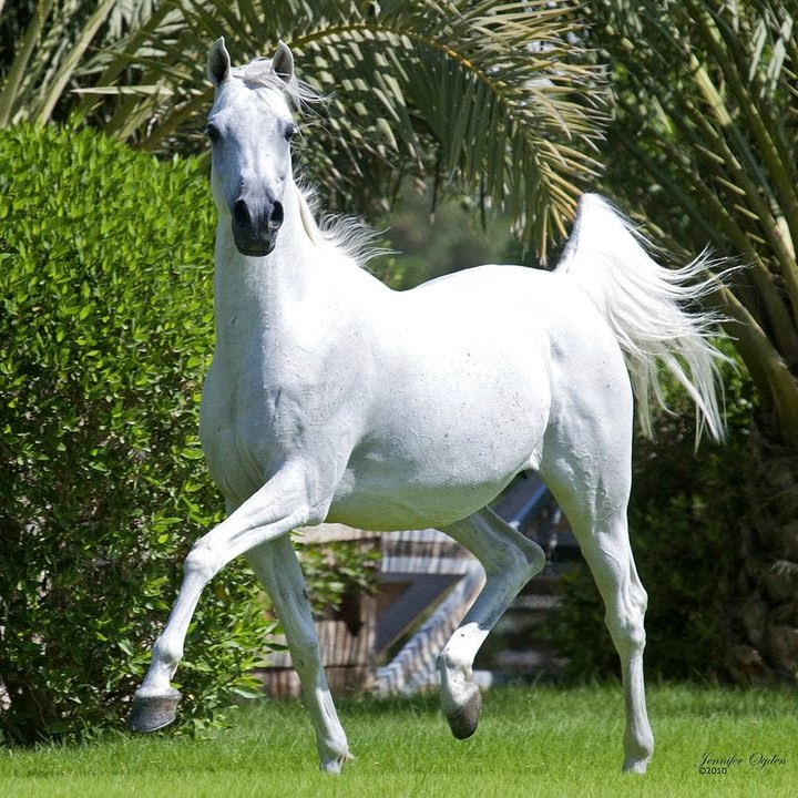The Wonderful World of Ezzain Arabians: September 2013