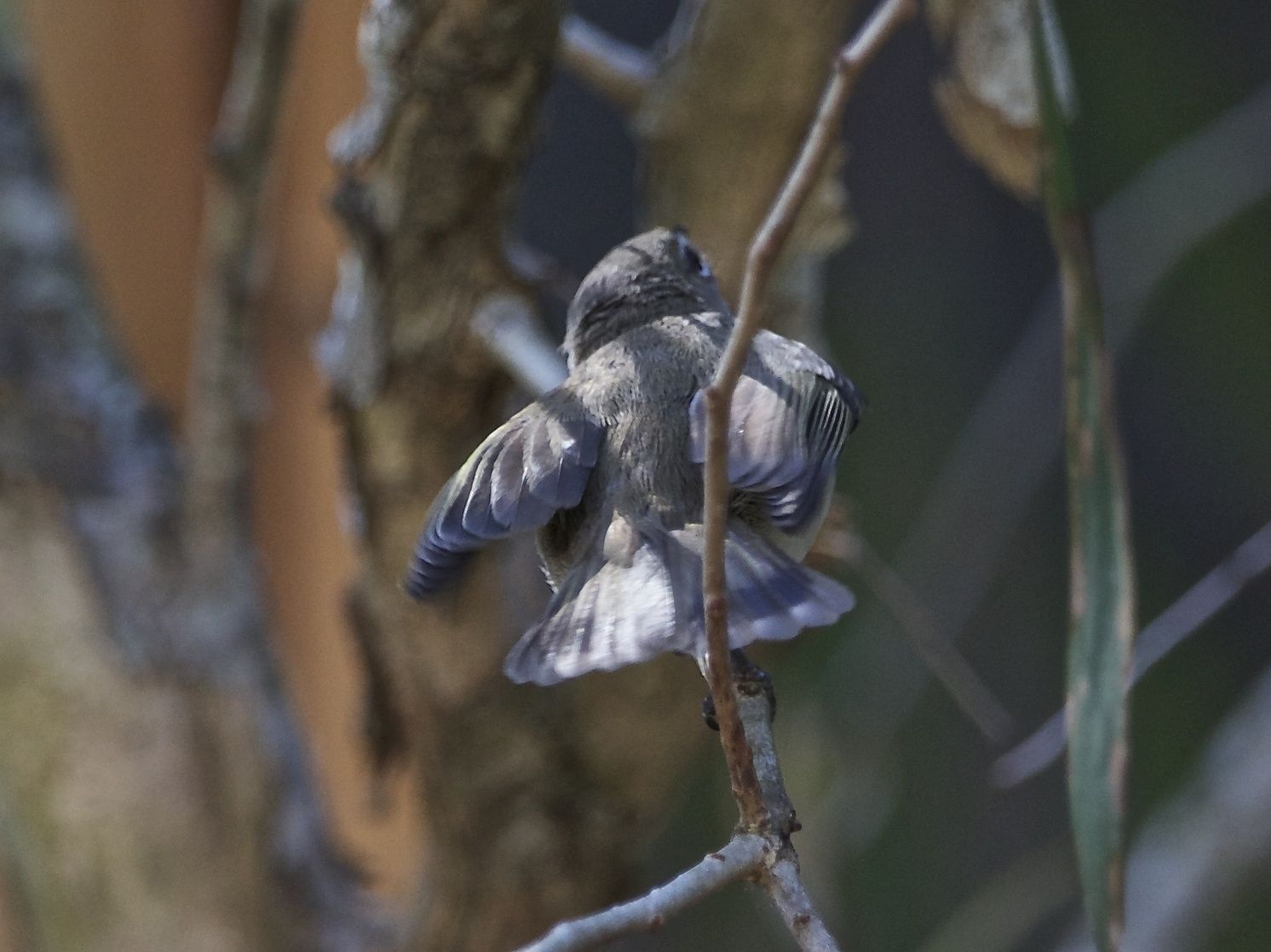 Avithera: Paluma Range National Park