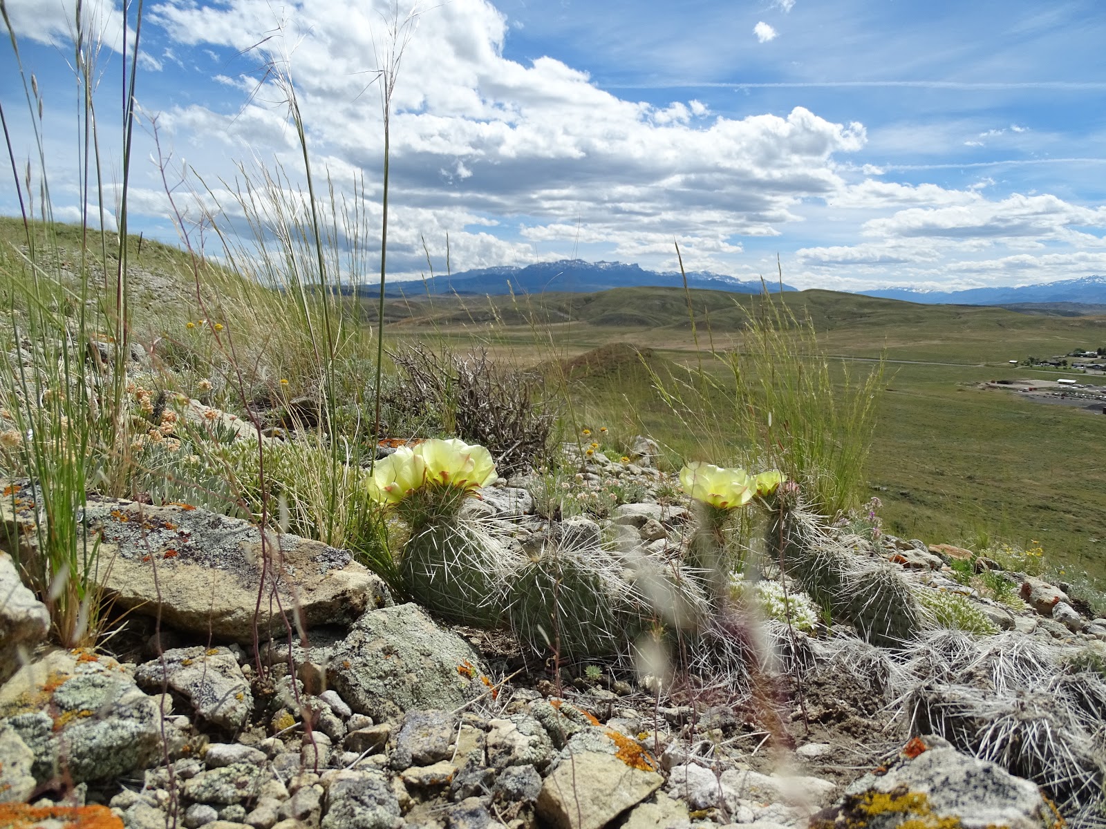 Prairiebreak: An album with a floral few gems from Northwestern Wyoming ...