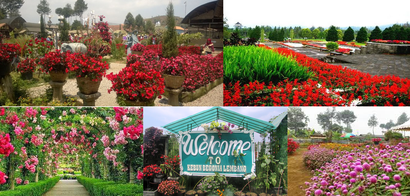 Wisata Tanaman Hias di Taman Bunga Begonia Lembang Bandung | Sewa Villa ...