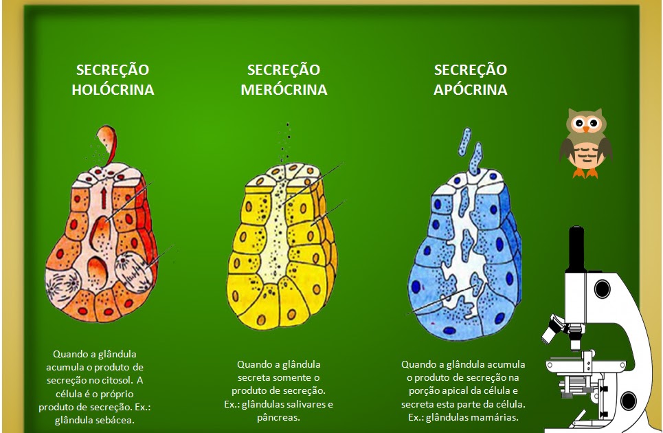 FAQBIO - Apoio ao Estudo de Biologia: Ficha Resumo - Tecido epitelial ...