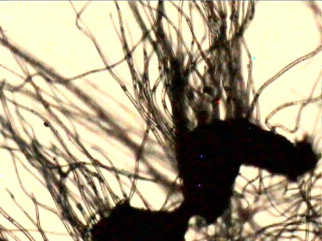 botanica: ORGANELAS CELULARES