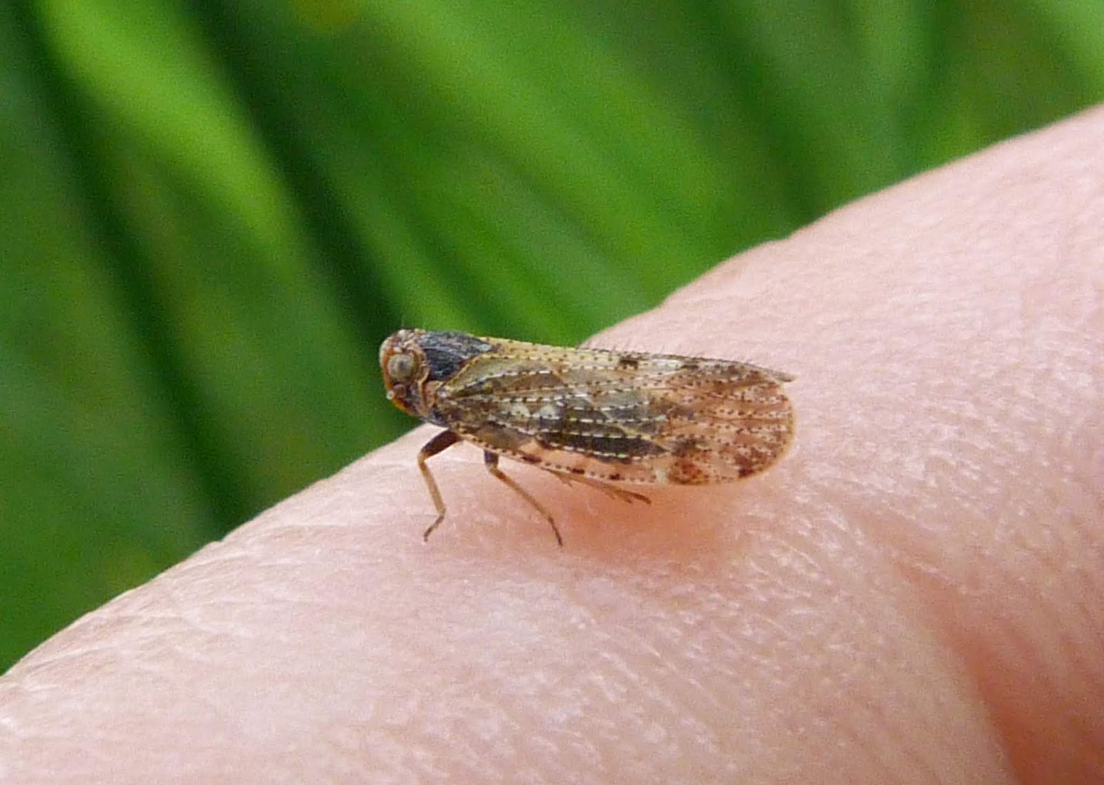 Insects of Scotland: True Bugs