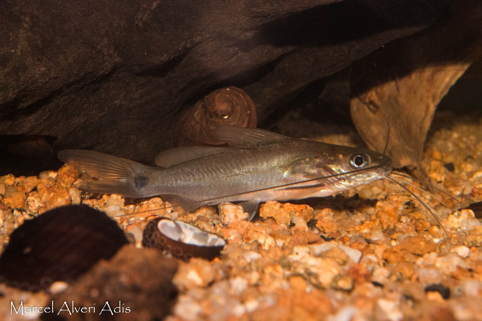 Mystus castaneus ( Marcel Catfish) Ng, 2002 | Freshwater Fish of ...