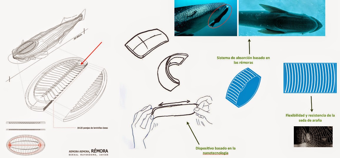 Info animales: MIXINAS HÁBITAT Y COMPORTAMIENTO