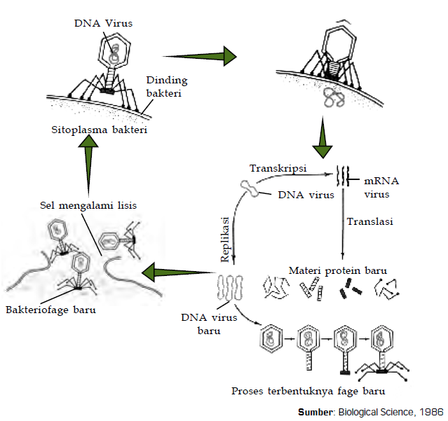 BAKTERIOFAGE (Struktur, Ciri-Ciri, Reproduksi Baktriofage, Hubungan ...