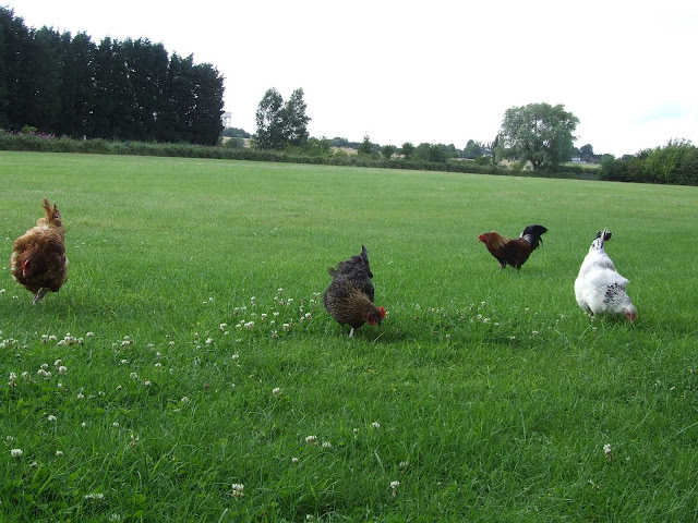 Little Blue Mouse: New hens