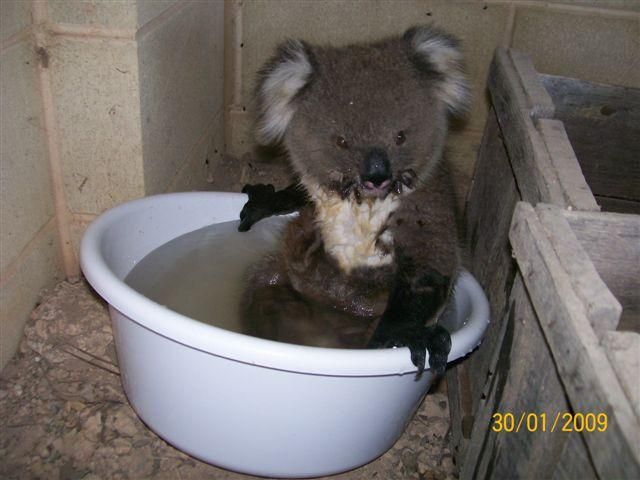 Funny Koala Bear Photos 2011 | Funny Animals