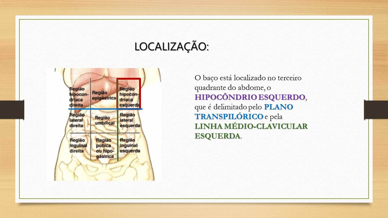 Liga de Anatomia ULBRA: BAÇO