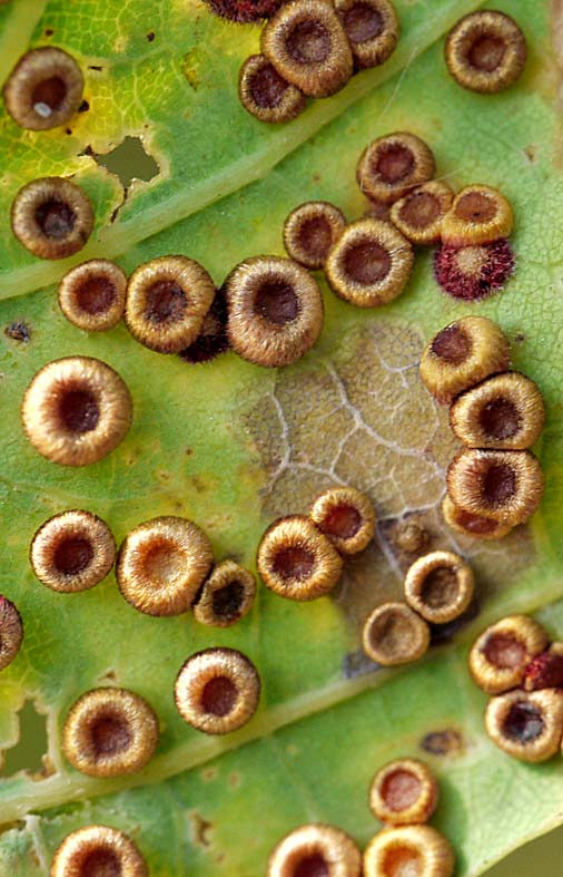 CABINET OF CURIOSITIES: Plant galls