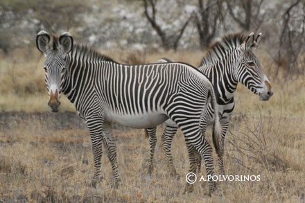 Paraísos del mundo: La cebra de Grevy